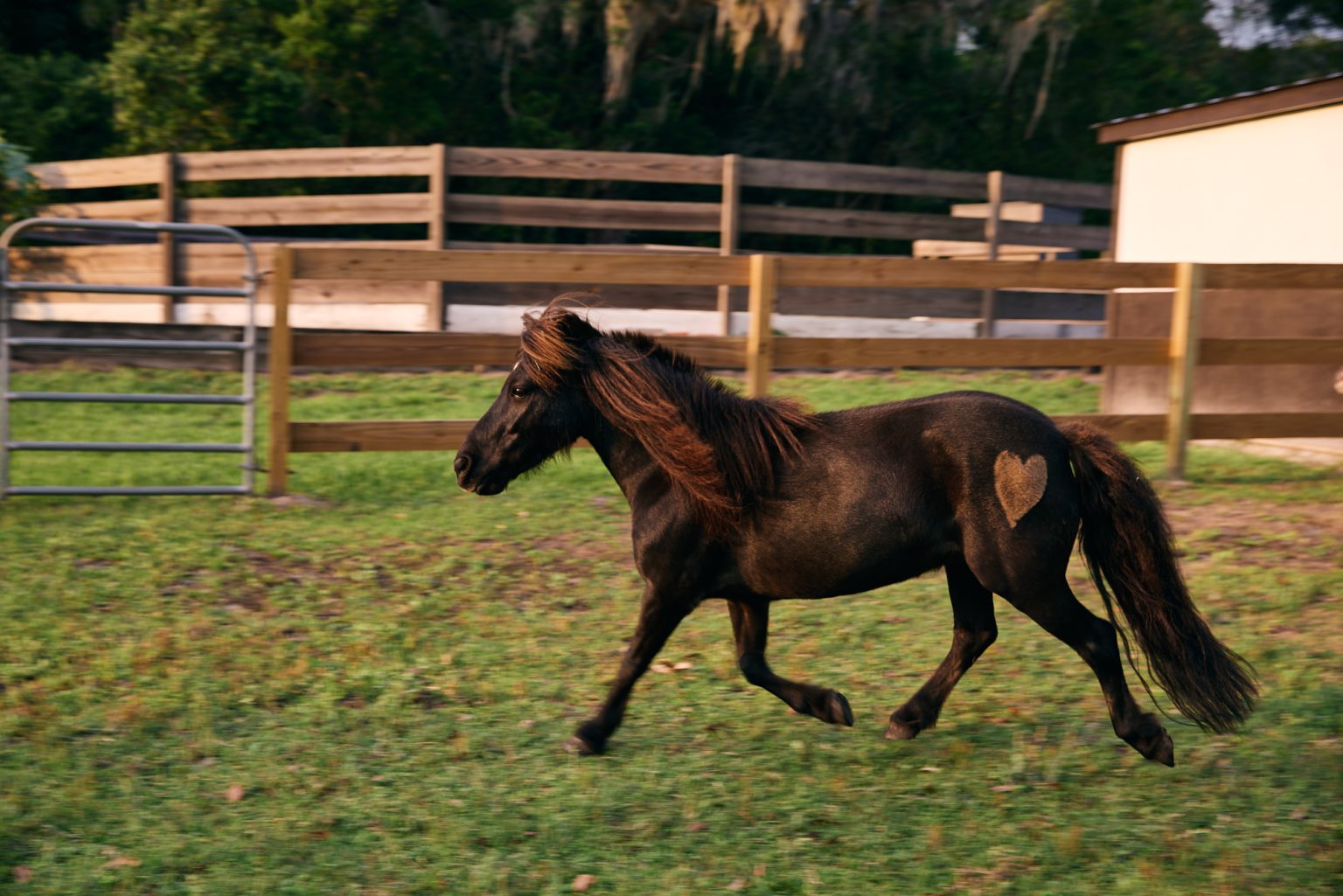 Crossroads Corral: Equine Assisted Therapy in Central Florida