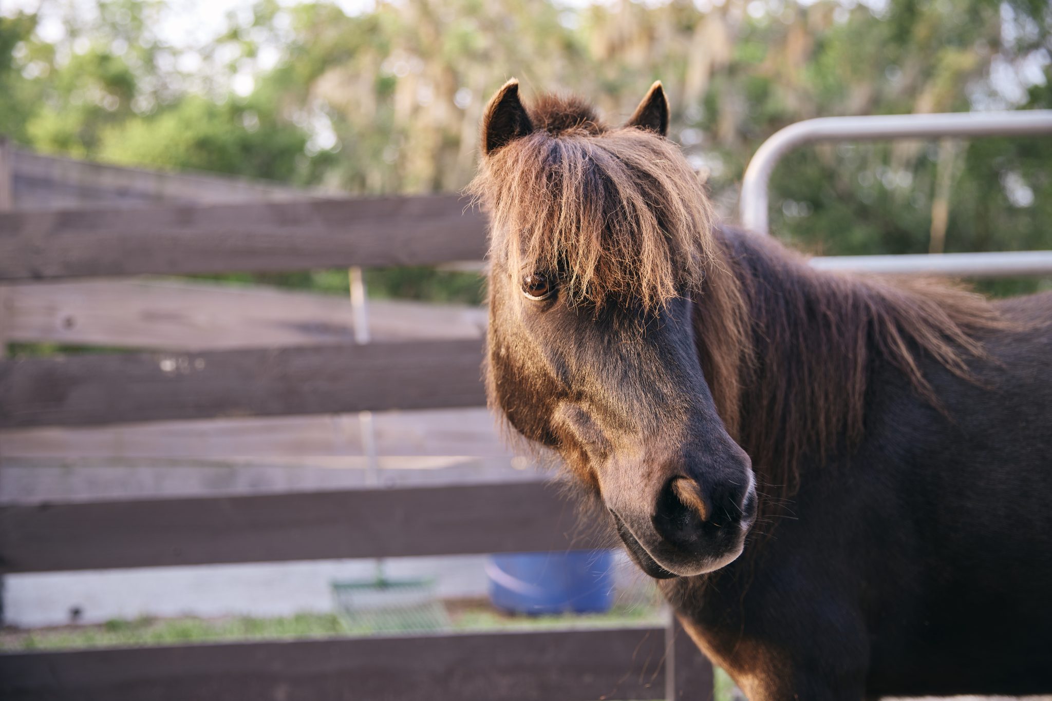 Crossroads Corral: Equine Assisted Therapy in Central Florida