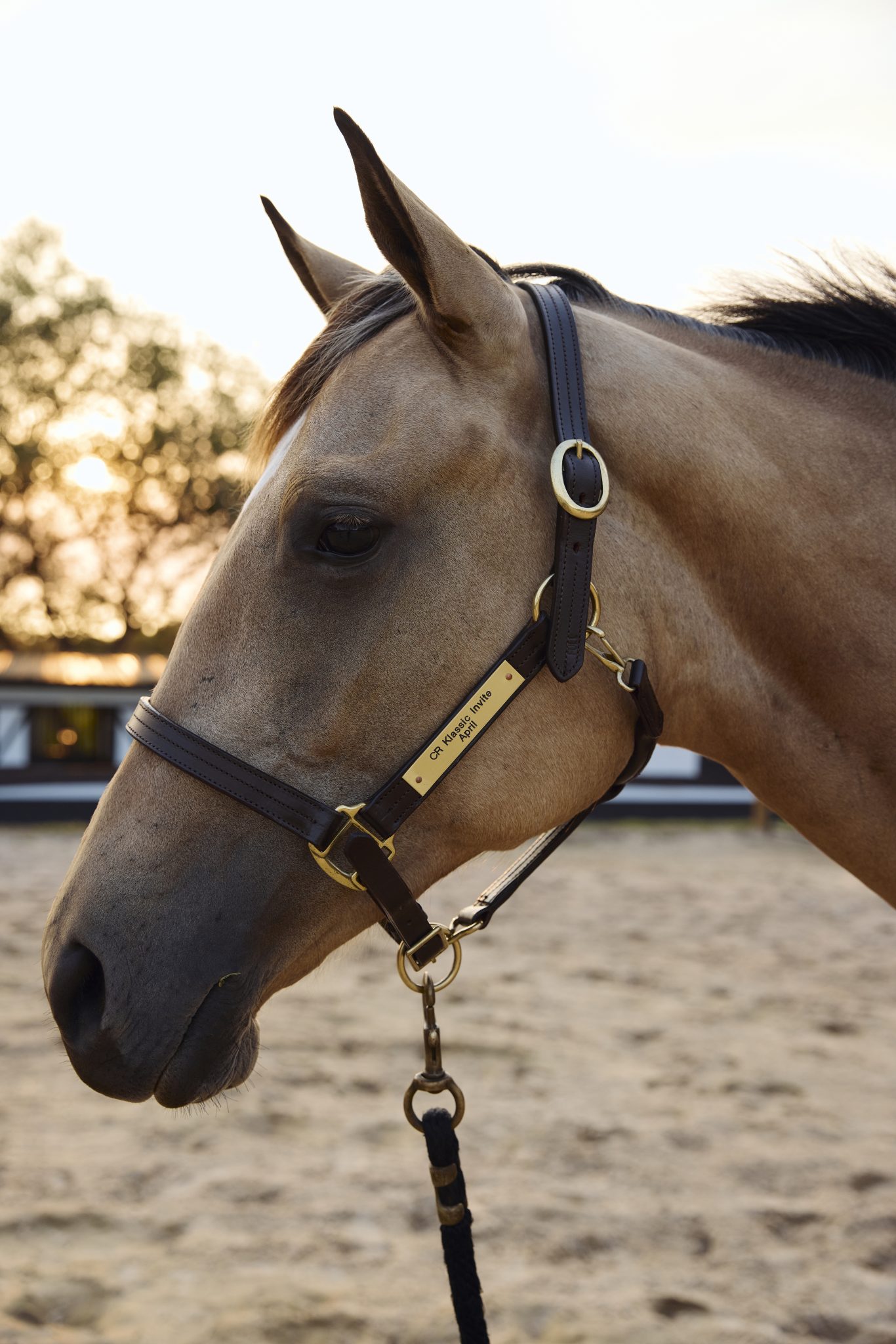Crossroads Corral: Equine Assisted Therapy in Central Florida