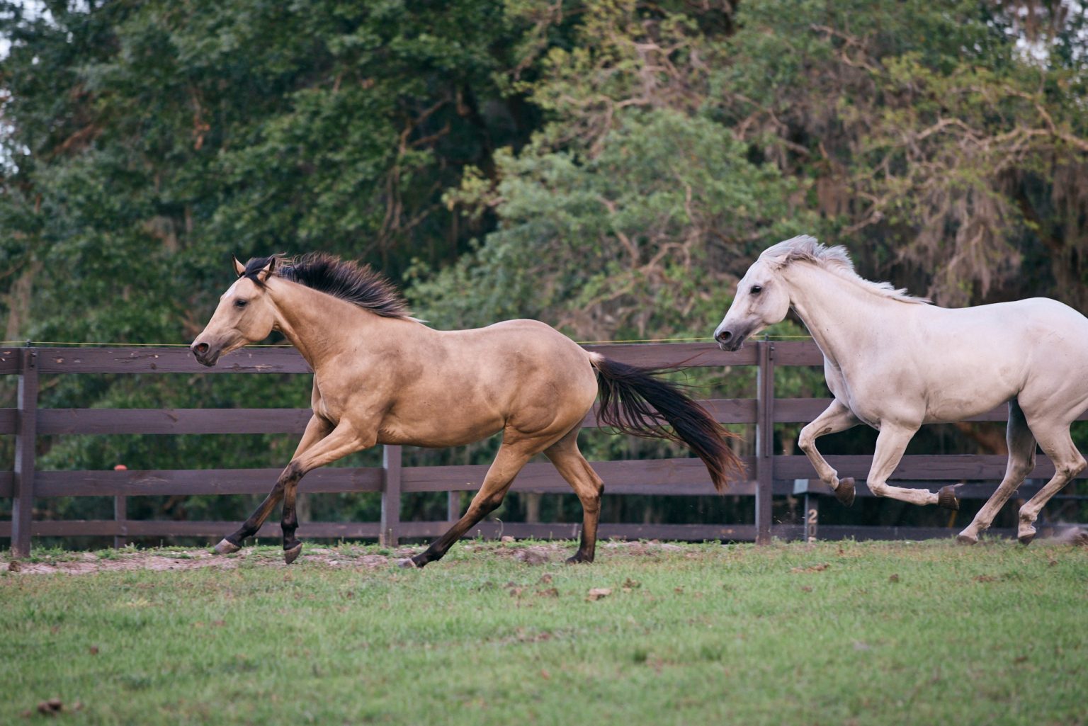 Crossroads Corral: Equine Assisted Therapy in Central Florida