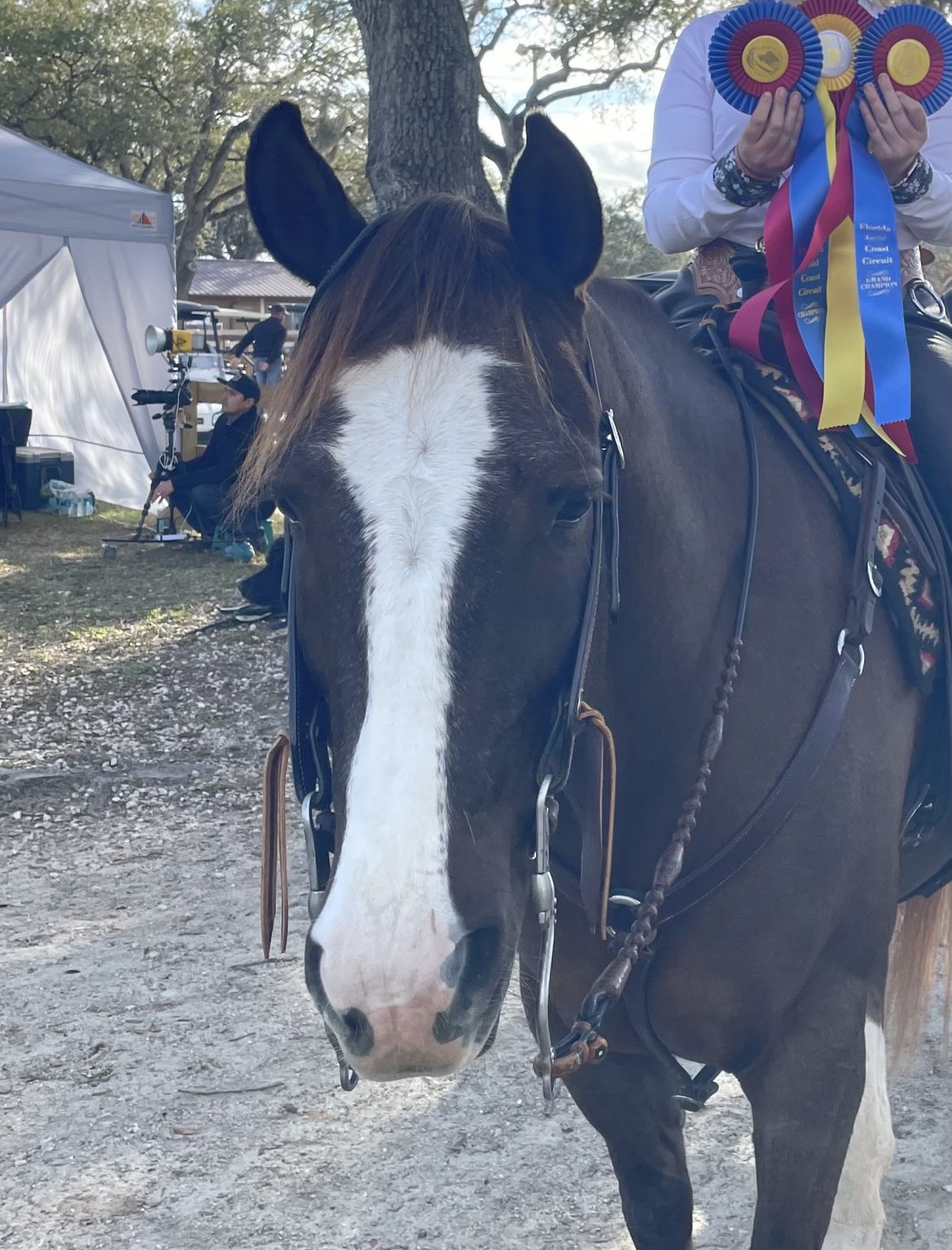 Meet the Herd | Crossroads Corral